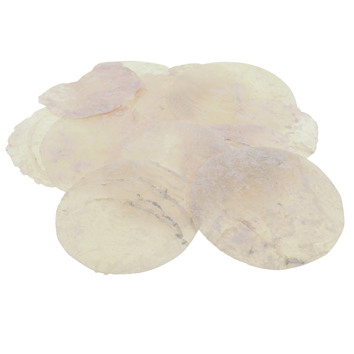 Floristik24.ie Capiz shells mother-of-pearl discs deco shells light ...