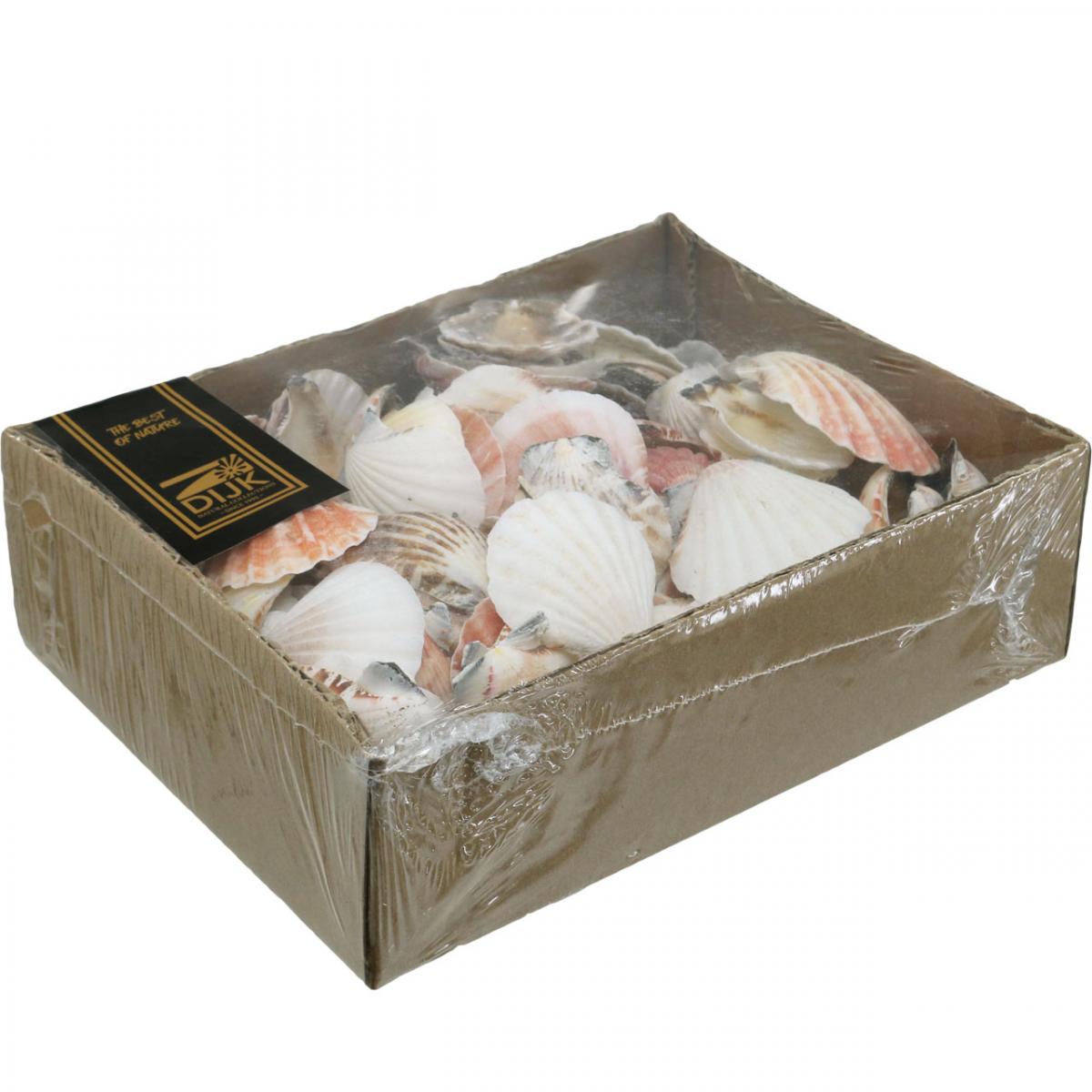 Floristik24.ie Shell box, natural scallops, maritime decoration H3–5cm ...
