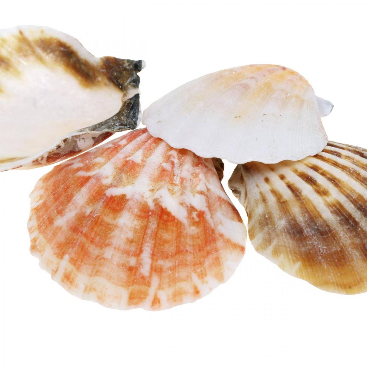 Floristik24.ie Shell box, natural scallops, maritime decoration H3–5cm ...