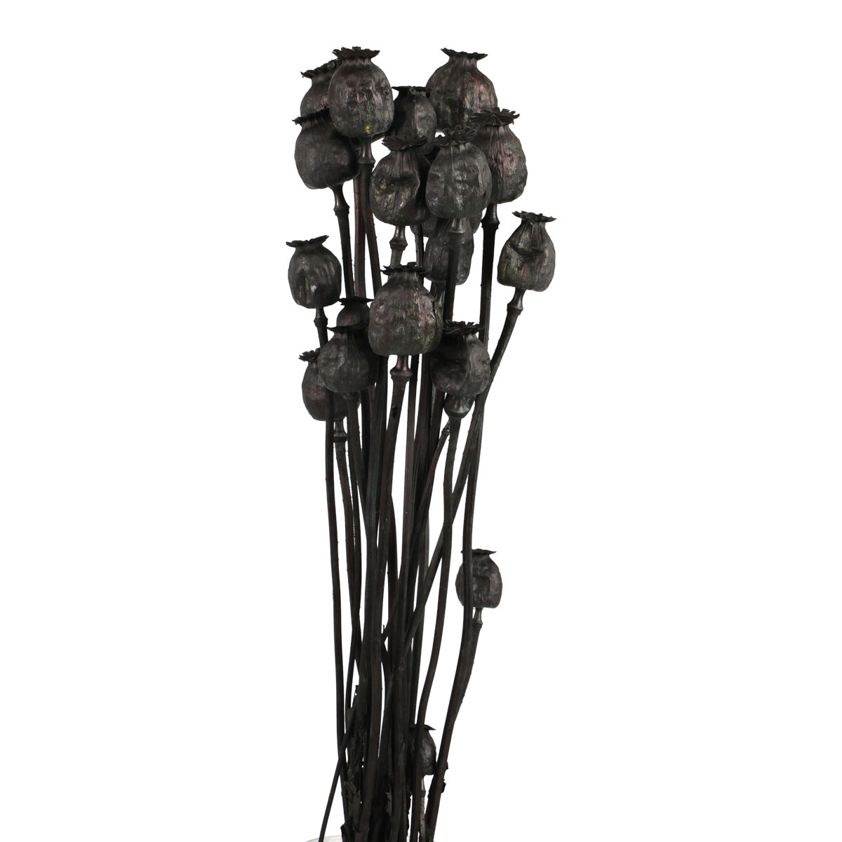 Floristik24.ie Dried flowers poppy capsules dried Black Papaver 80g ...
