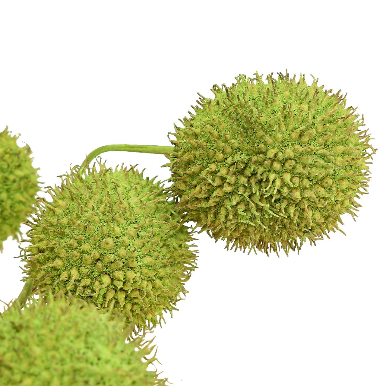 Floristik24.ie Sycamore fruits green 200g