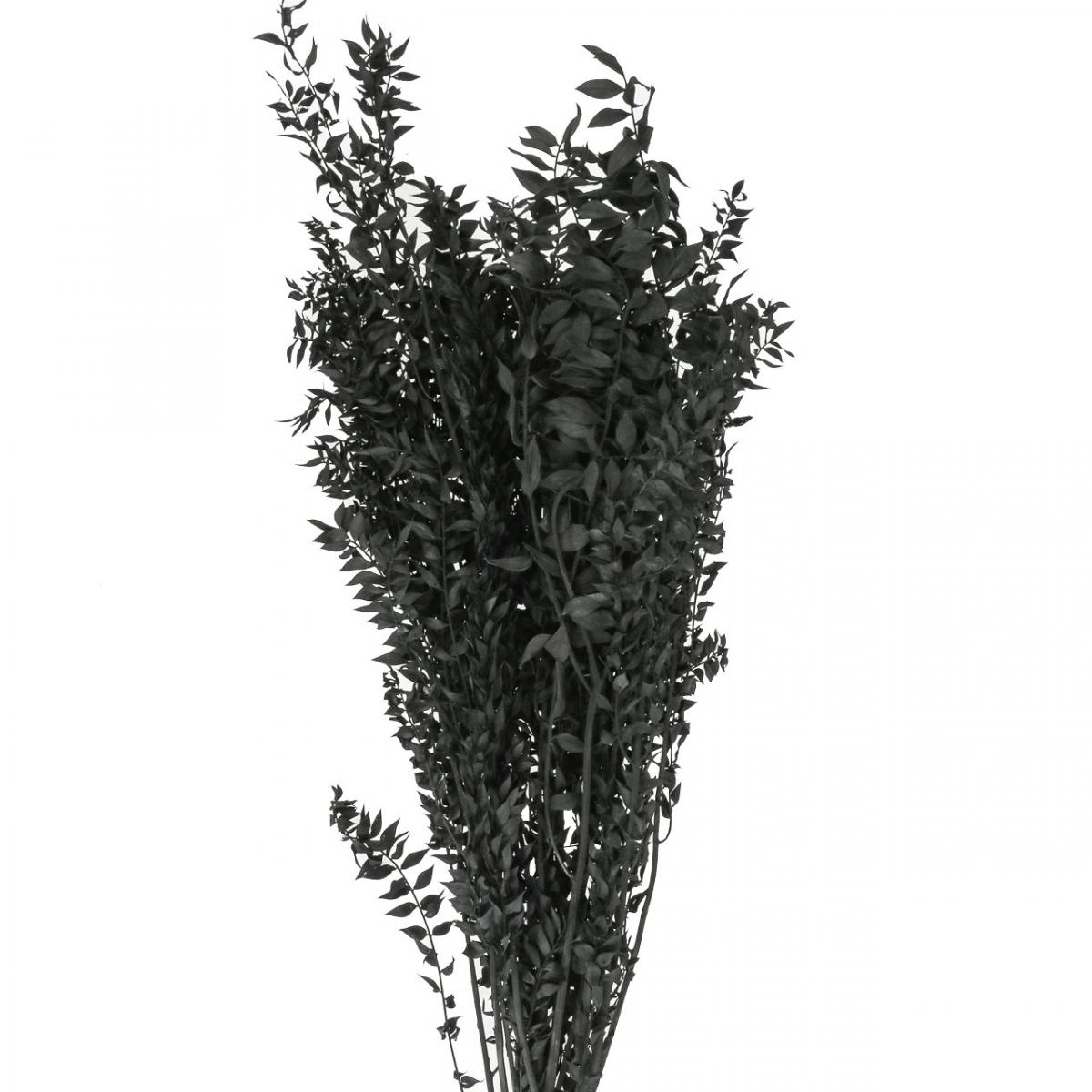 Floristik24.ie Ruscus branches decorative branches dried flowers black ...