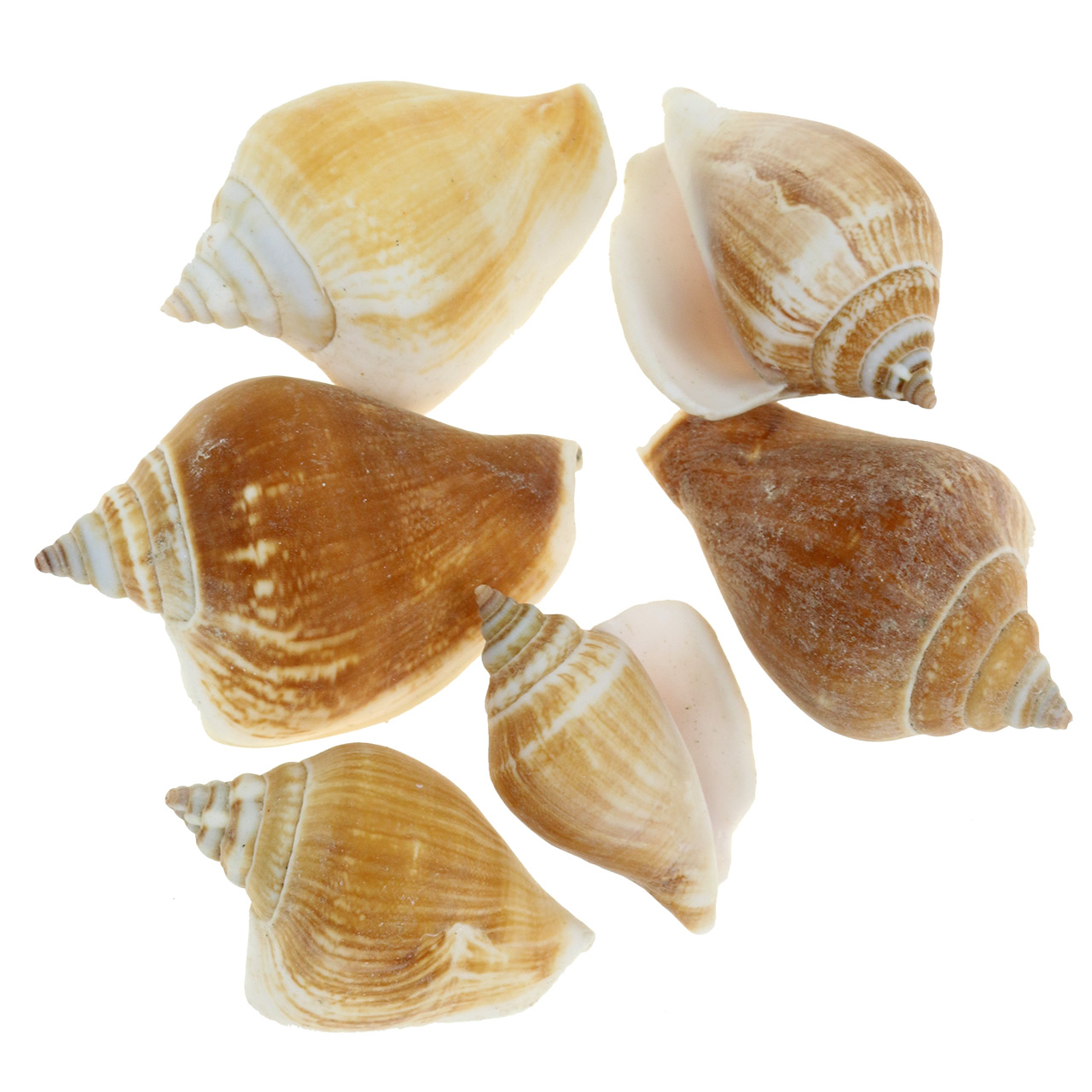 Floristik24.ie Snail shells Strombus canarium nature 1050g