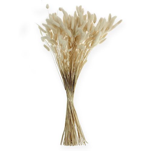 Floristik24.ie Decorative grass white Lagurus 100g