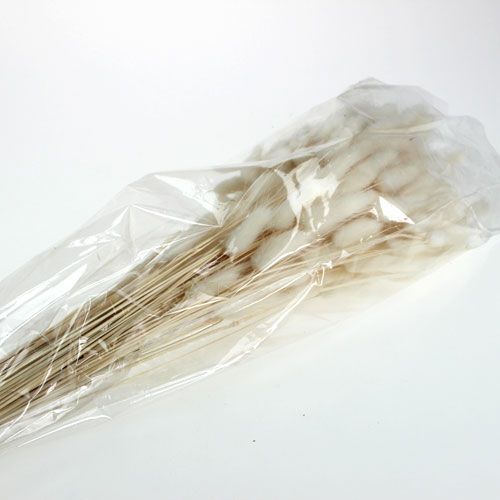 Floristik24.ie Decorative grass white Lagurus 100g